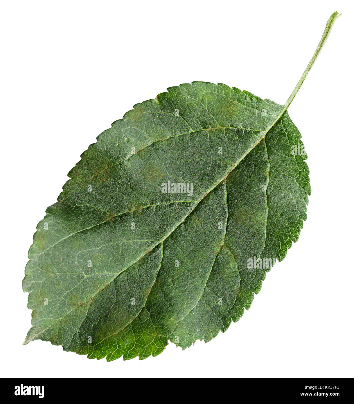 Frische Blätter der Apfelbaum (Malus Domestica Stockfotografie - Alamy