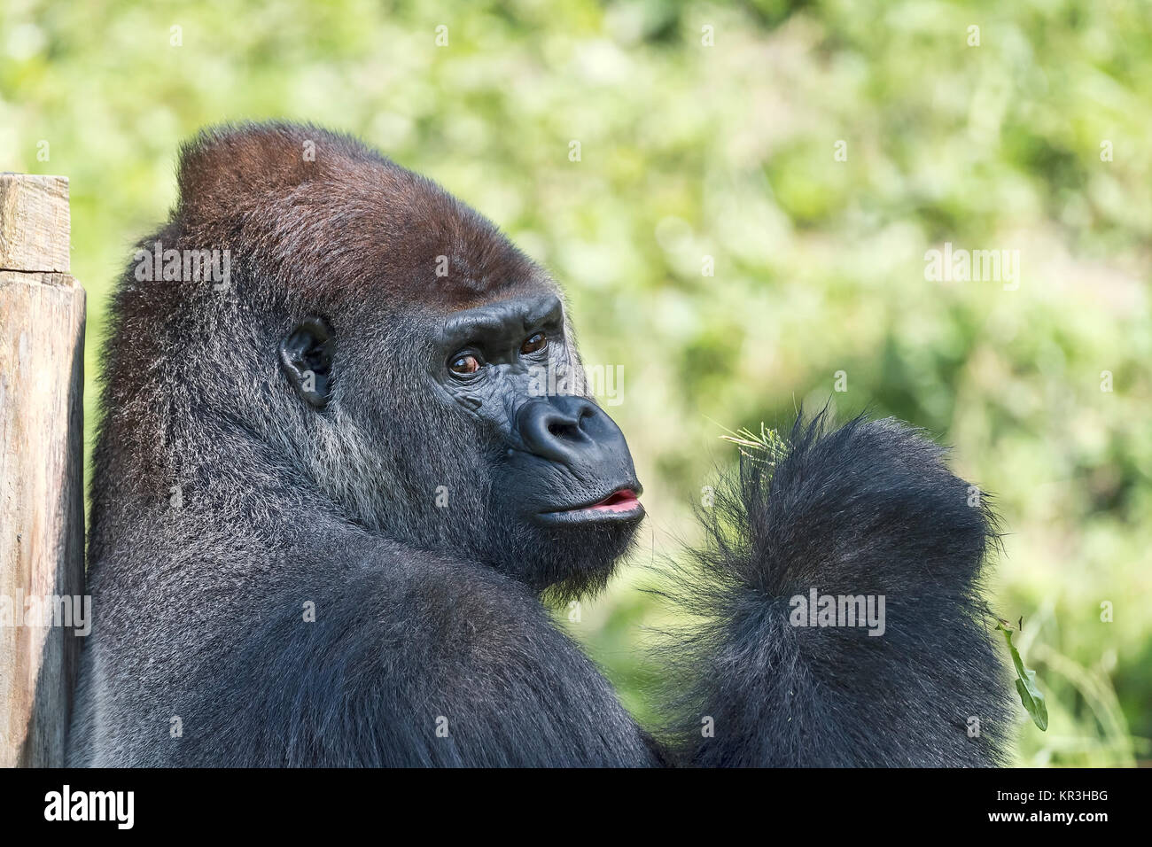 Simiiformes catarrhini -Fotos und -Bildmaterial in hoher Auflösung – Alamy