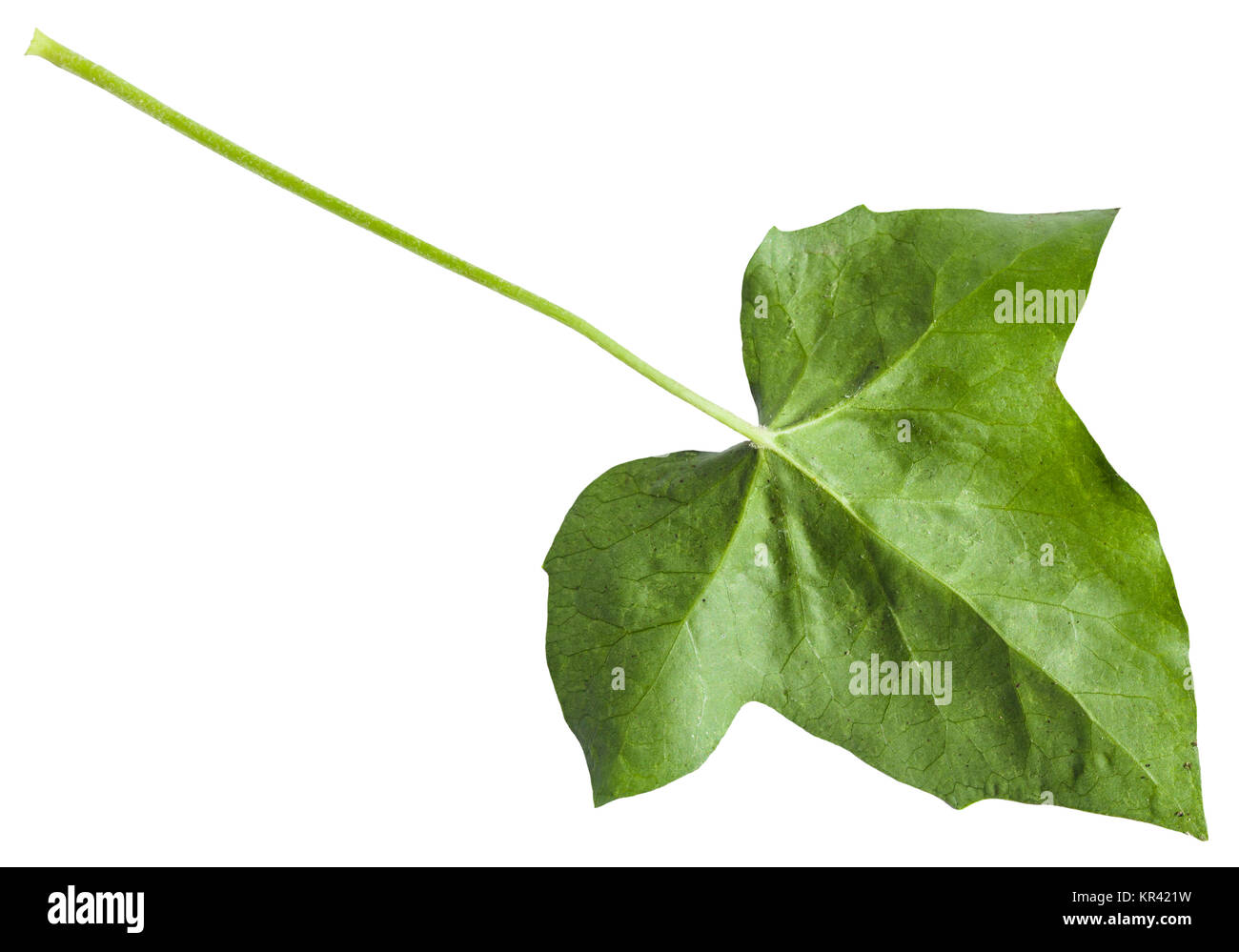 Rückseite der grünen Blatt der hedera (Efeu) Pflanze Stockfotografie ...