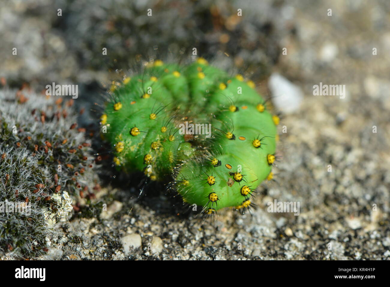 Raupe der kleinen Nacht Pfauenauge Stockfotografie - Alamy