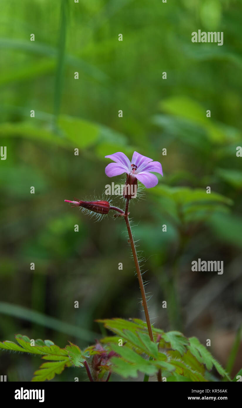 Kraut Robert eine pelargonie Blüte im Wald Stockfotografie - Alamy