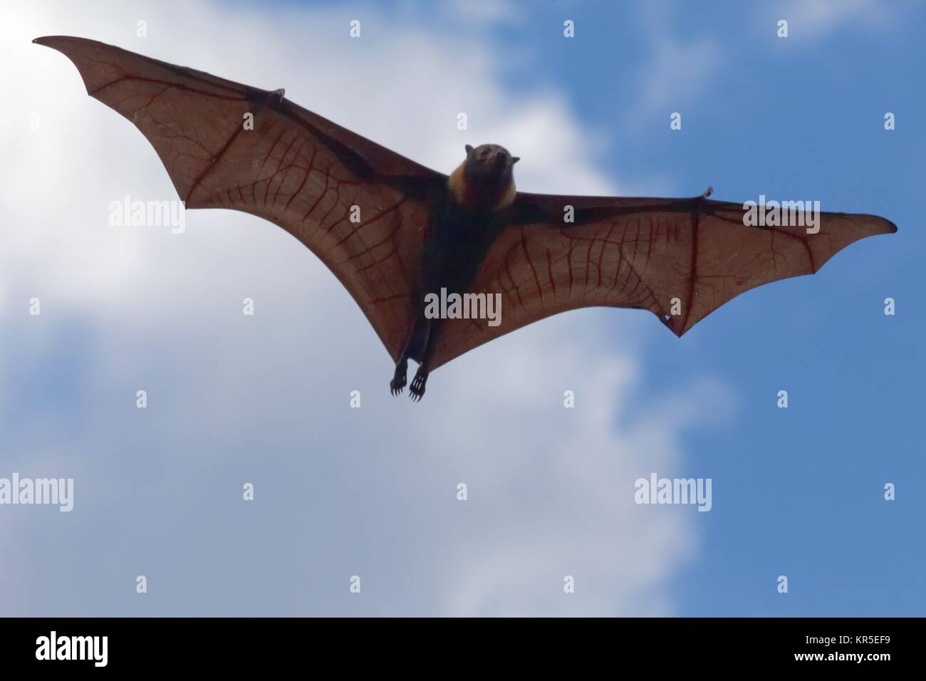 Spectacled flying fox -Fotos und -Bildmaterial in hoher Auflösung – Alamy