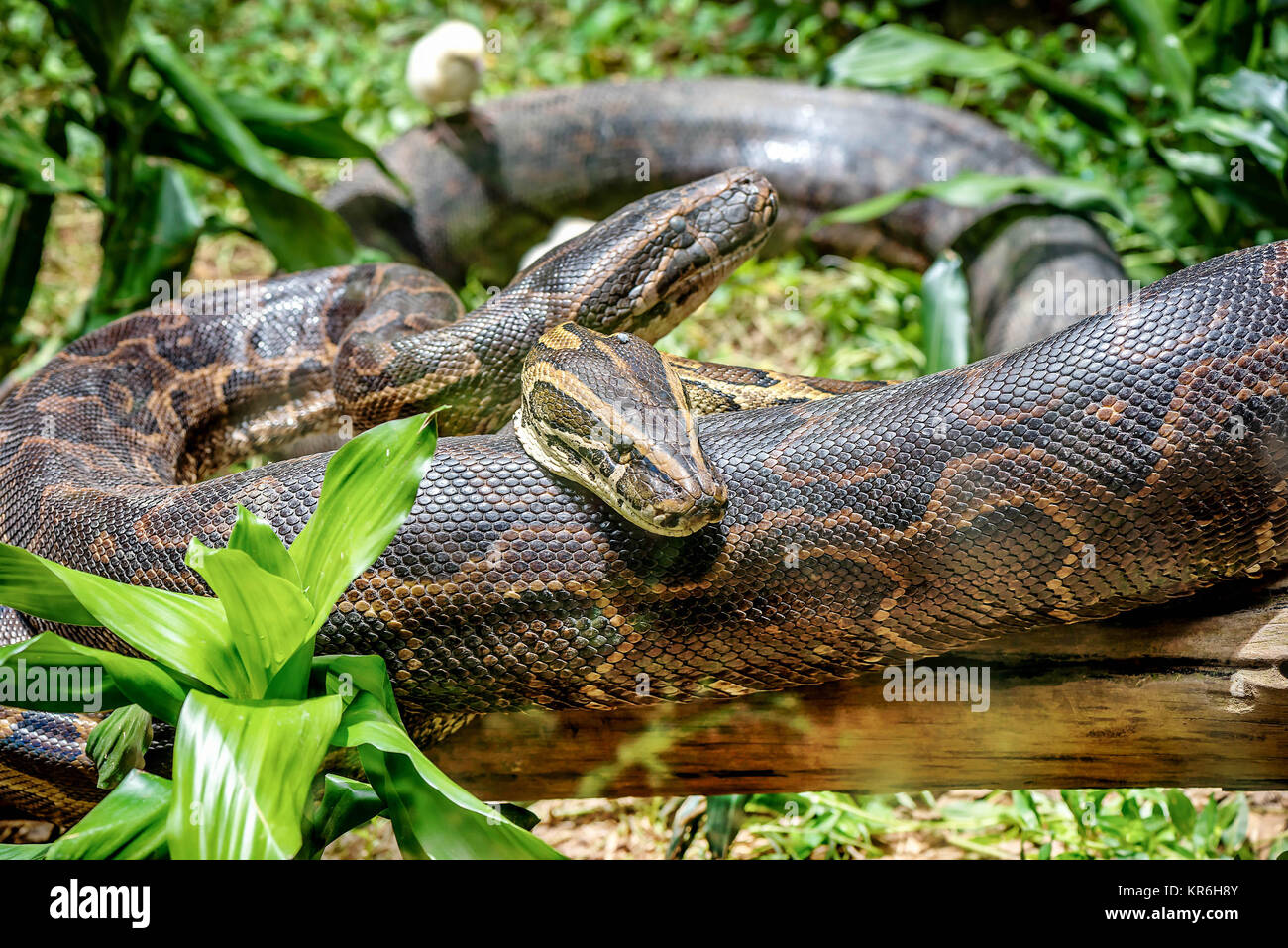 African rock python -Fotos und -Bildmaterial in hoher Auflösung – Alamy