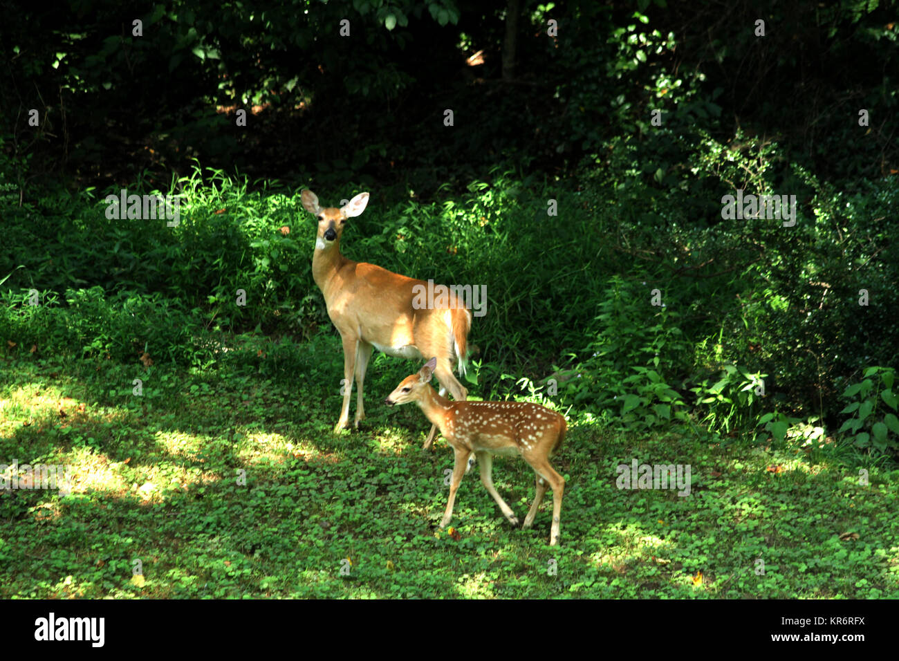 Kleine hirschrasse -Fotos und -Bildmaterial in hoher Auflösung – Alamy