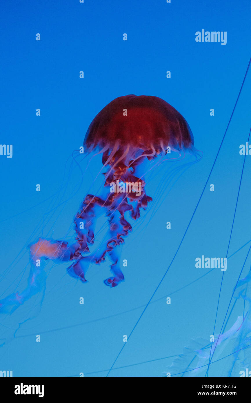 Quallen schwarm -Fotos und -Bildmaterial in hoher Auflösung – Alamy