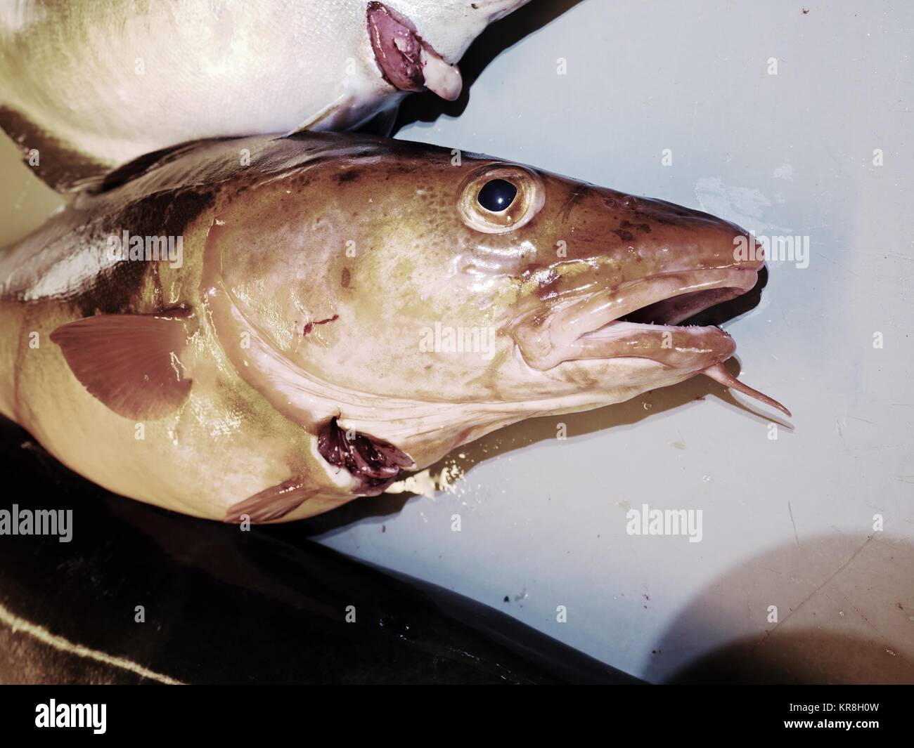 Ausnehmen waschbecken -Fotos und -Bildmaterial in hoher Auflösung – Alamy