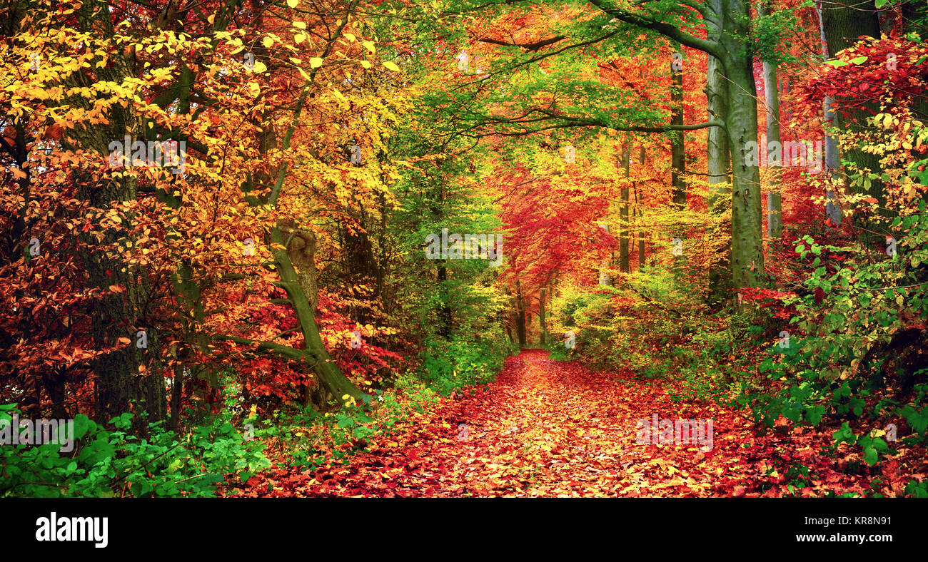 Laubwald In Hellen Herbstfarben Stockfotos und -bilder Kaufen - Alamy