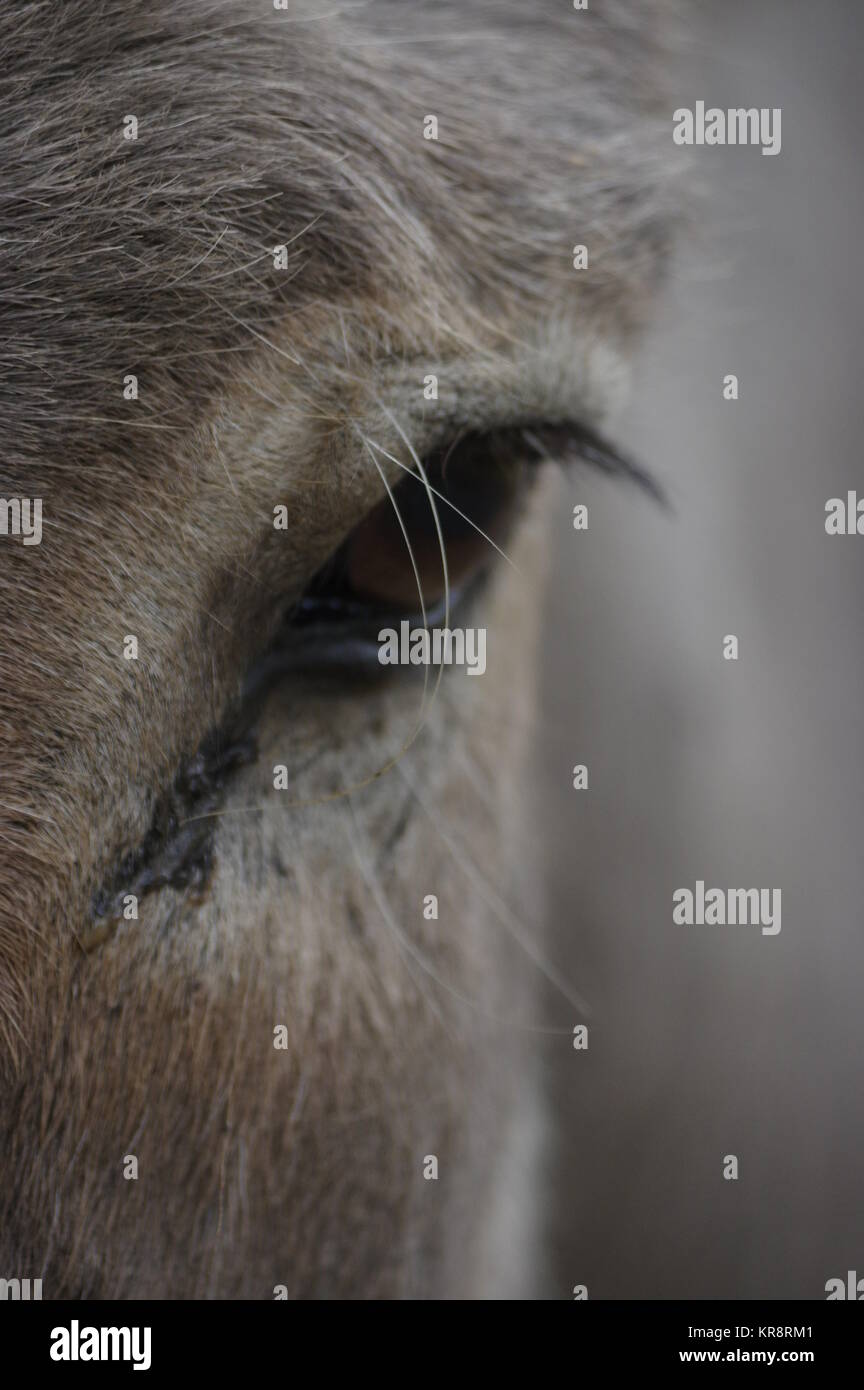 Esel kopf blick -Fotos und -Bildmaterial in hoher Auflösung – Alamy