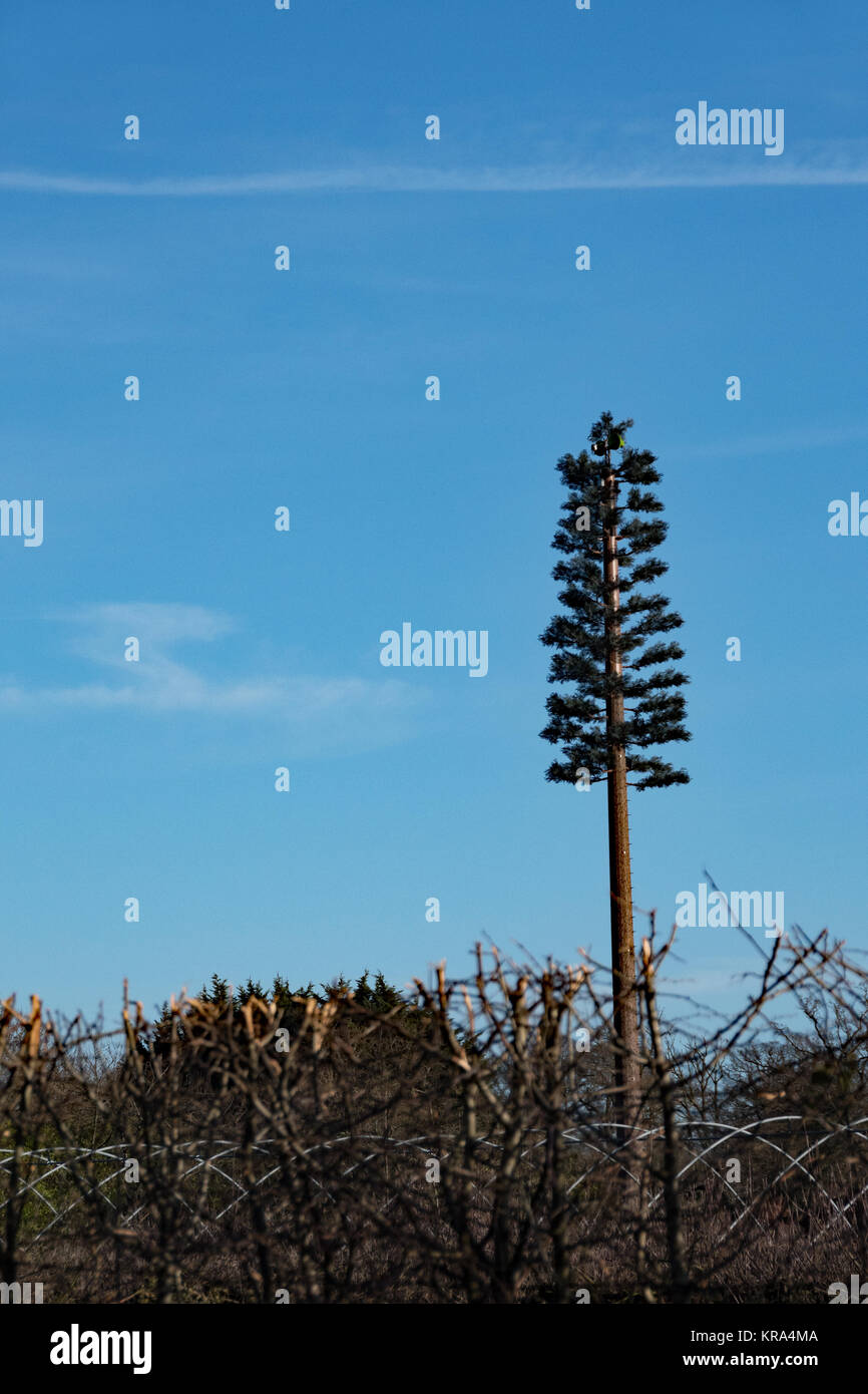 Mobile phone mast disguised tree -Fotos und -Bildmaterial in hoher ...