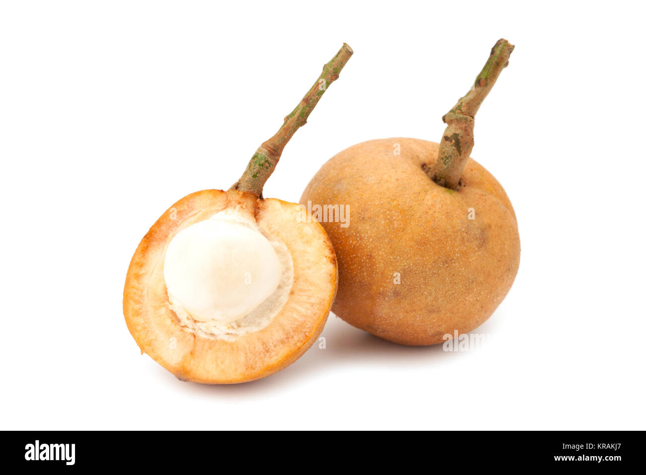 Baccaurea macrophylla muell arg -Fotos und -Bildmaterial in hoher ...