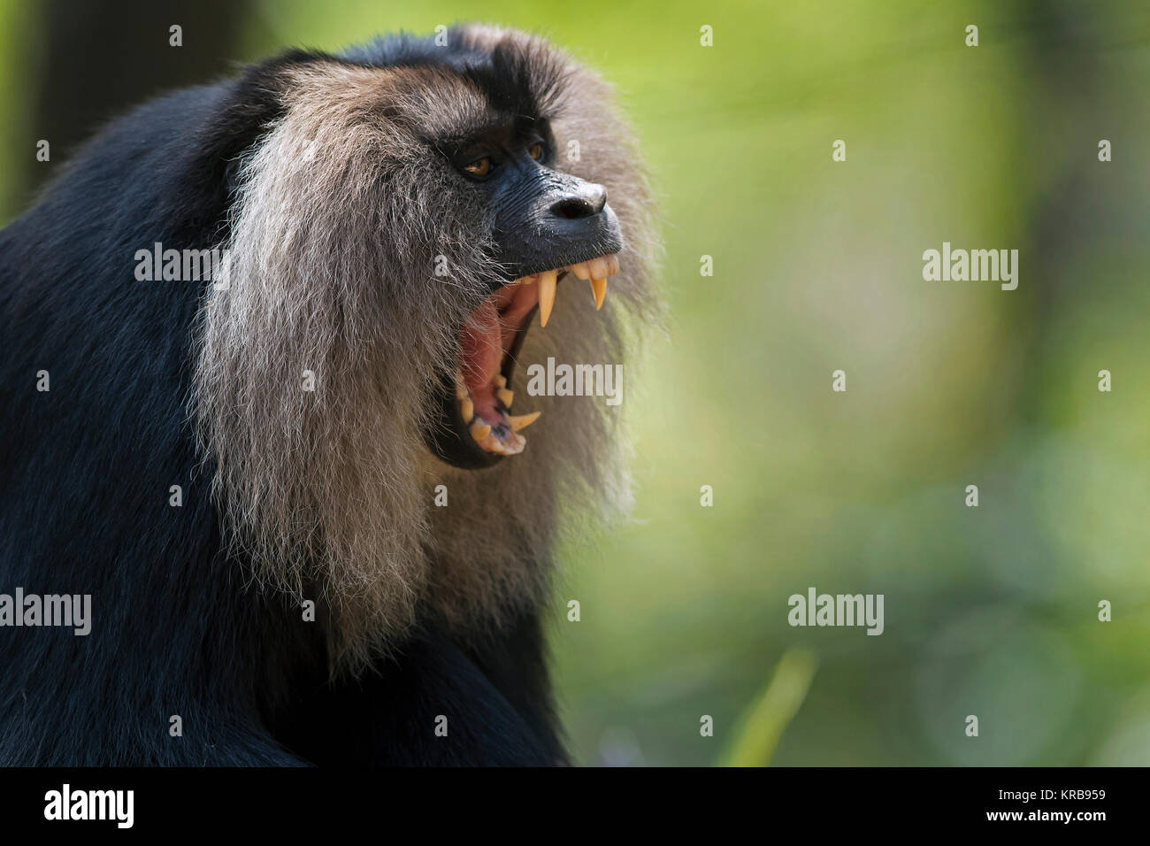 Das Bild der Lion-tailed Makaken (Macaca silen) an Valparai, Tamil Nadu ...