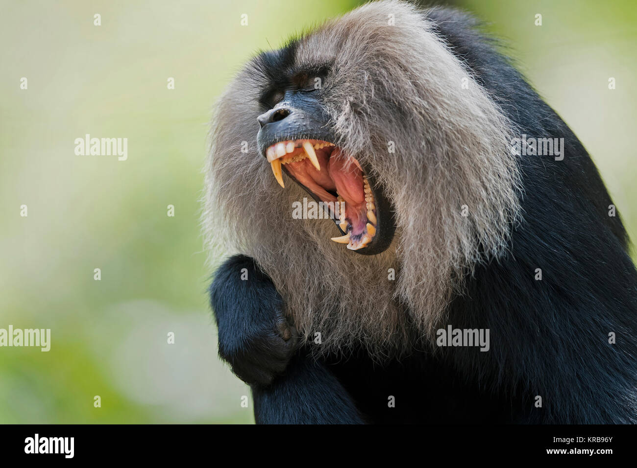 Das Bild der Lion-tailed Makaken (Macaca silen) an Valparai, Tamil Nadu ...