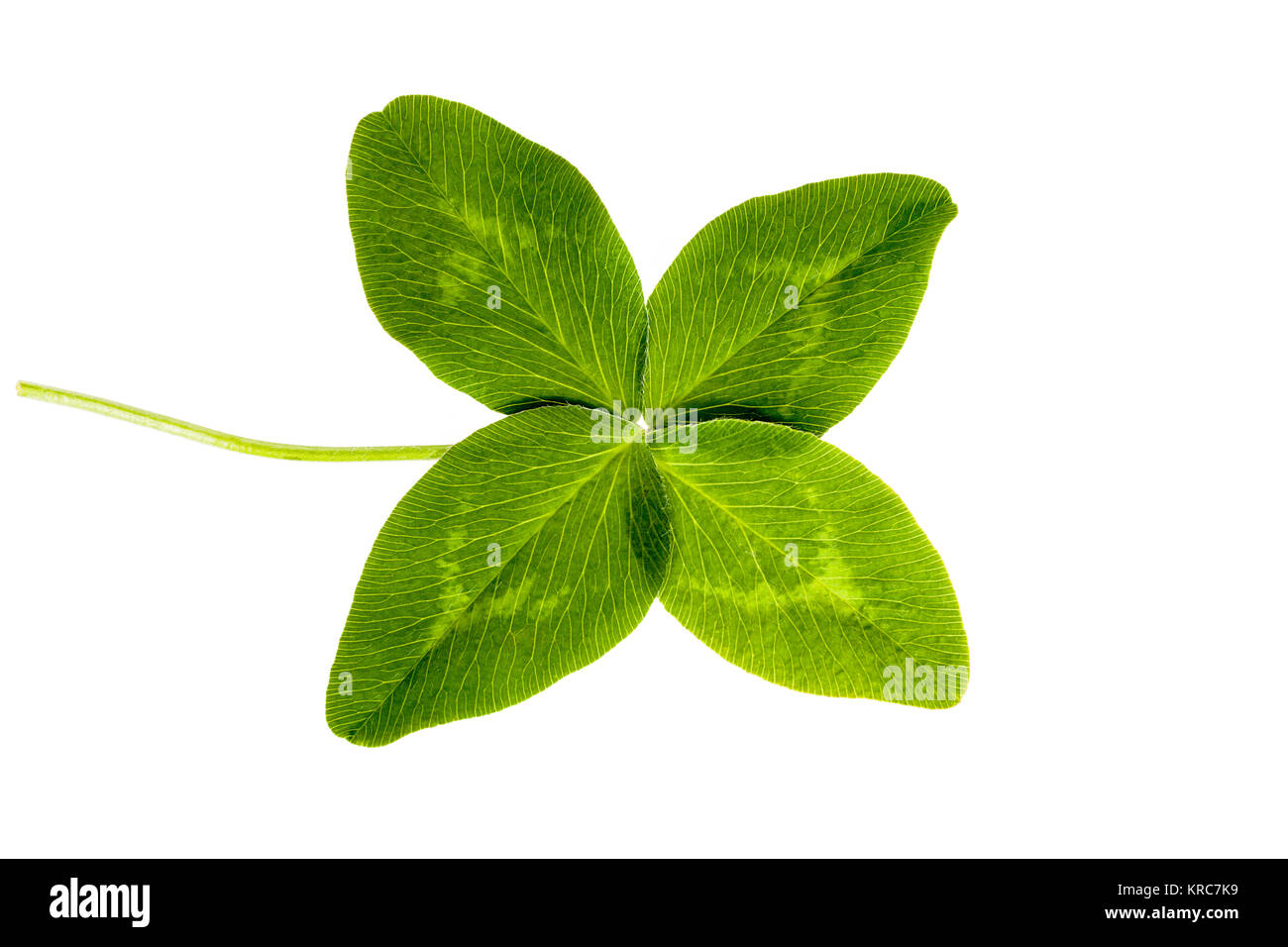 Four leaf clover on white Stockfotos und -bilder Kaufen - Alamy