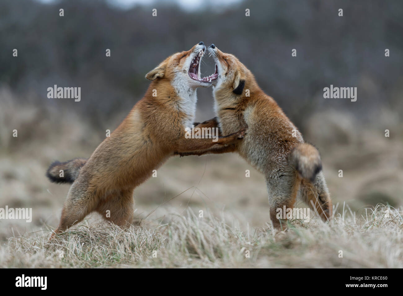Aggressive Fox In The Stockfotos & Aggressive Fox In The Bilder - Alamy