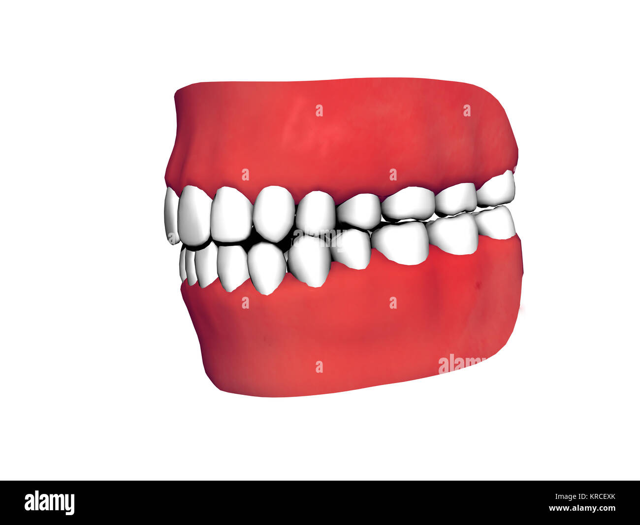 Molars and incisors -Fotos und -Bildmaterial in hoher Auflösung – Alamy