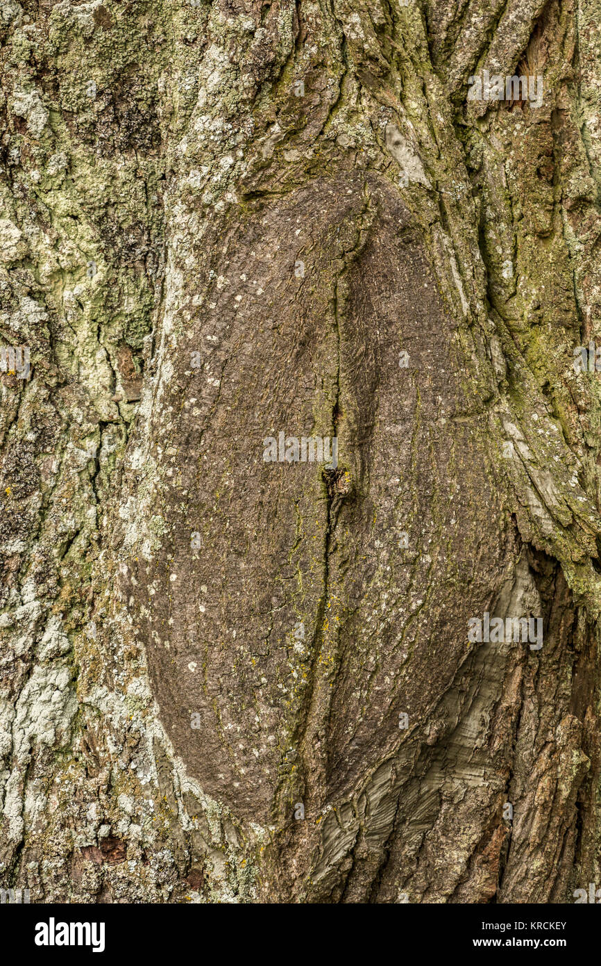 Einzelner Baum Rinde von einem Baum im Park Stockfotografie - Alamy