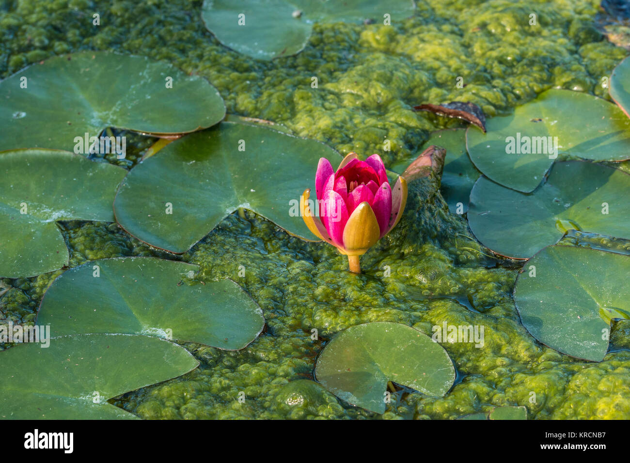 See voll -Fotos und -Bildmaterial in hoher Auflösung – Alamy