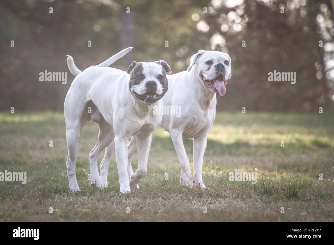 Reinrassiger boxerhund -Fotos und -Bildmaterial in hoher Auflösung – Alamy