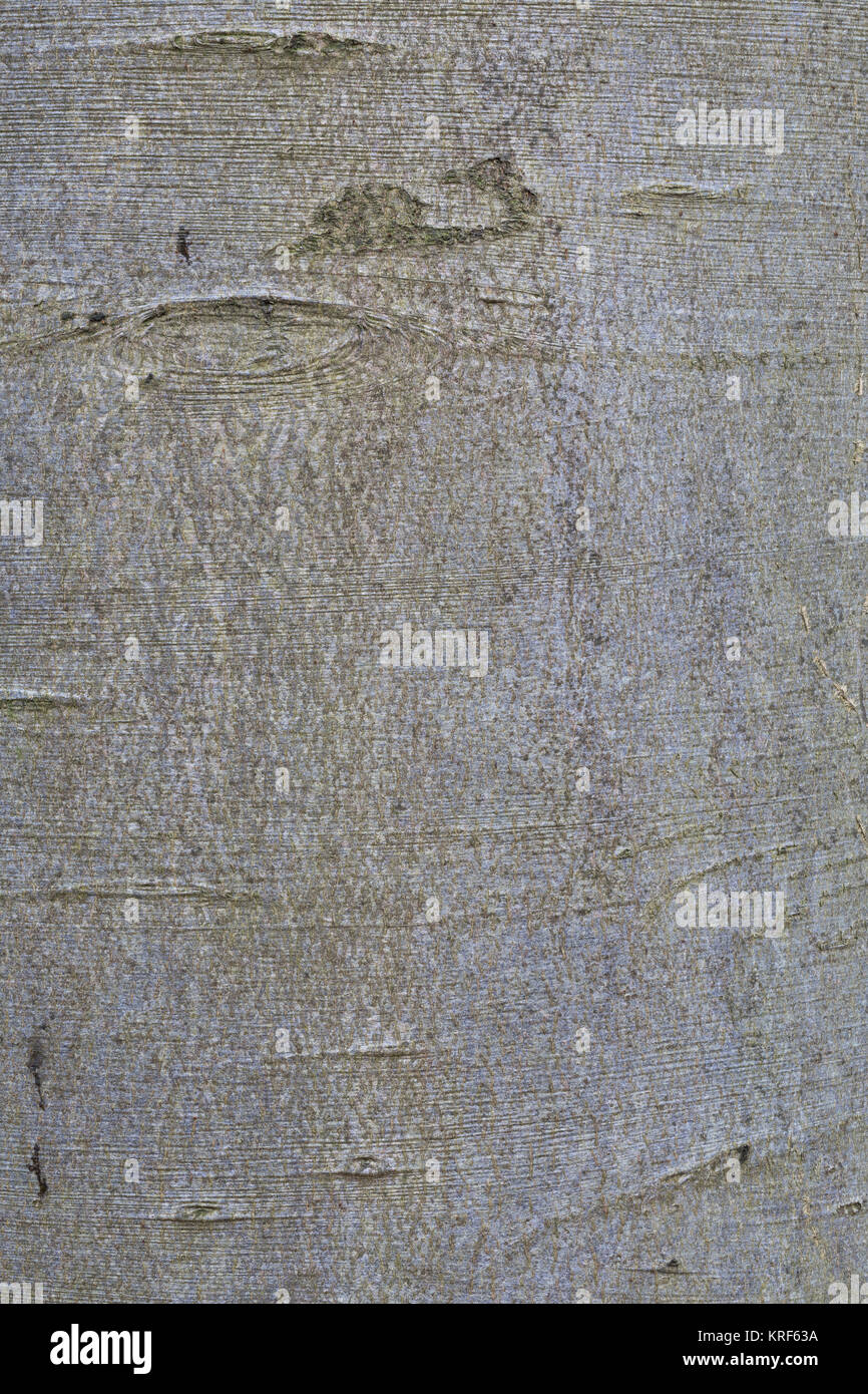 Buche, Rot-Buche, Rotbuche, Rinde, Borke, Stamm, Baumstamm, Fagus ...