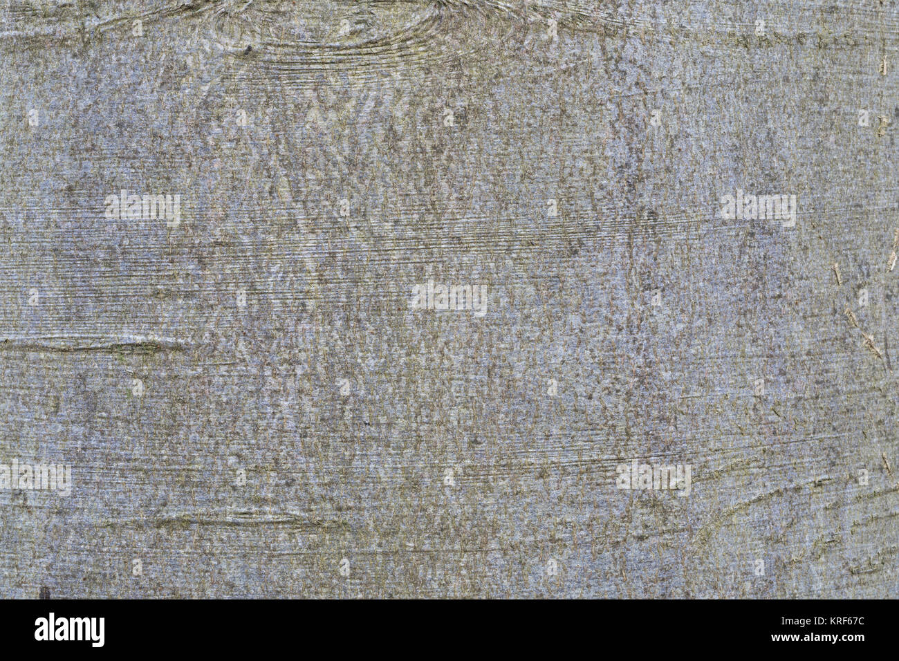 Buche, Rot-Buche, Rotbuche, Rinde, Borke, Stamm, Baumstamm, Fagus ...