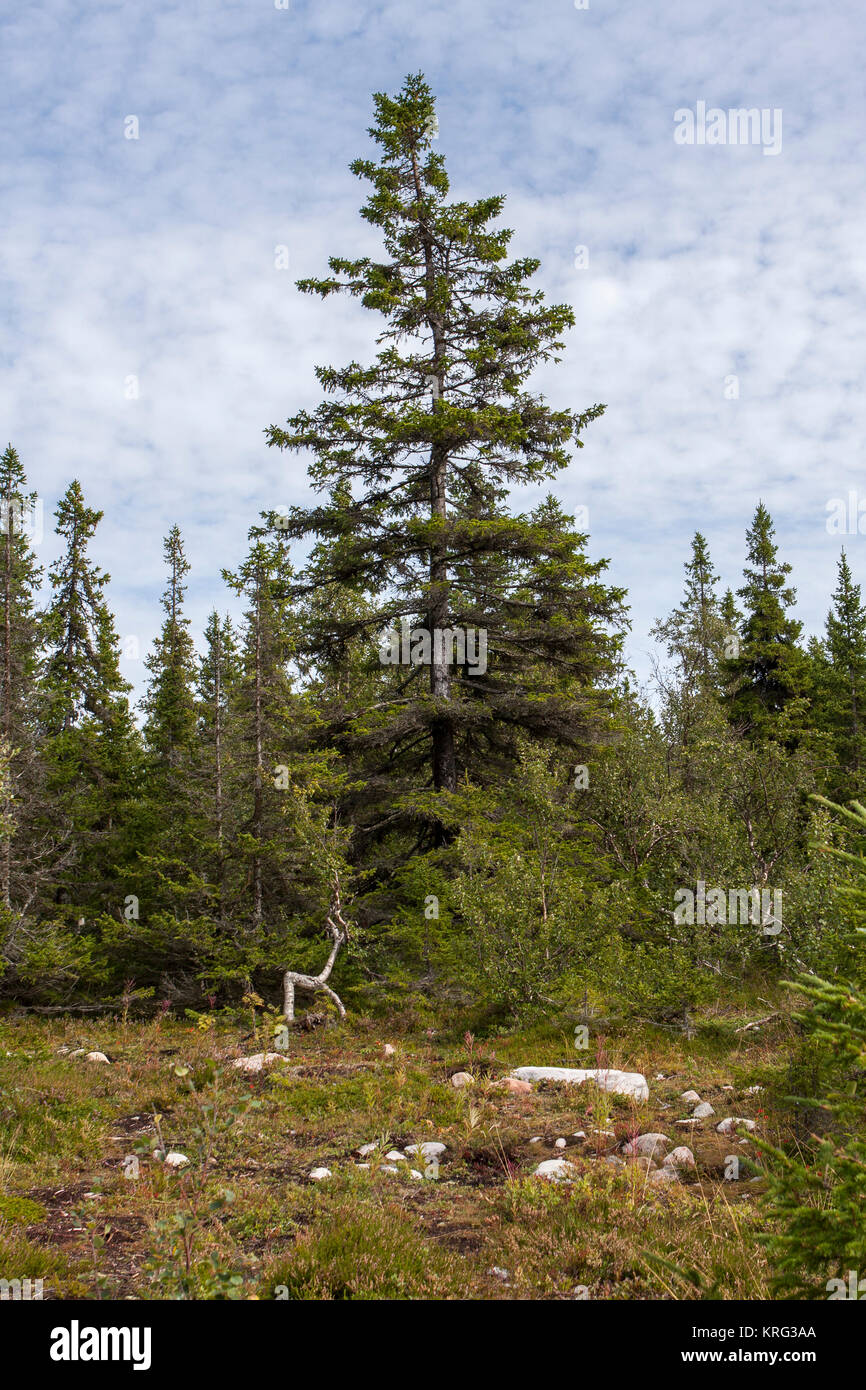 Tannenwald Licht Stockfotos und -bilder Kaufen - Alamy
