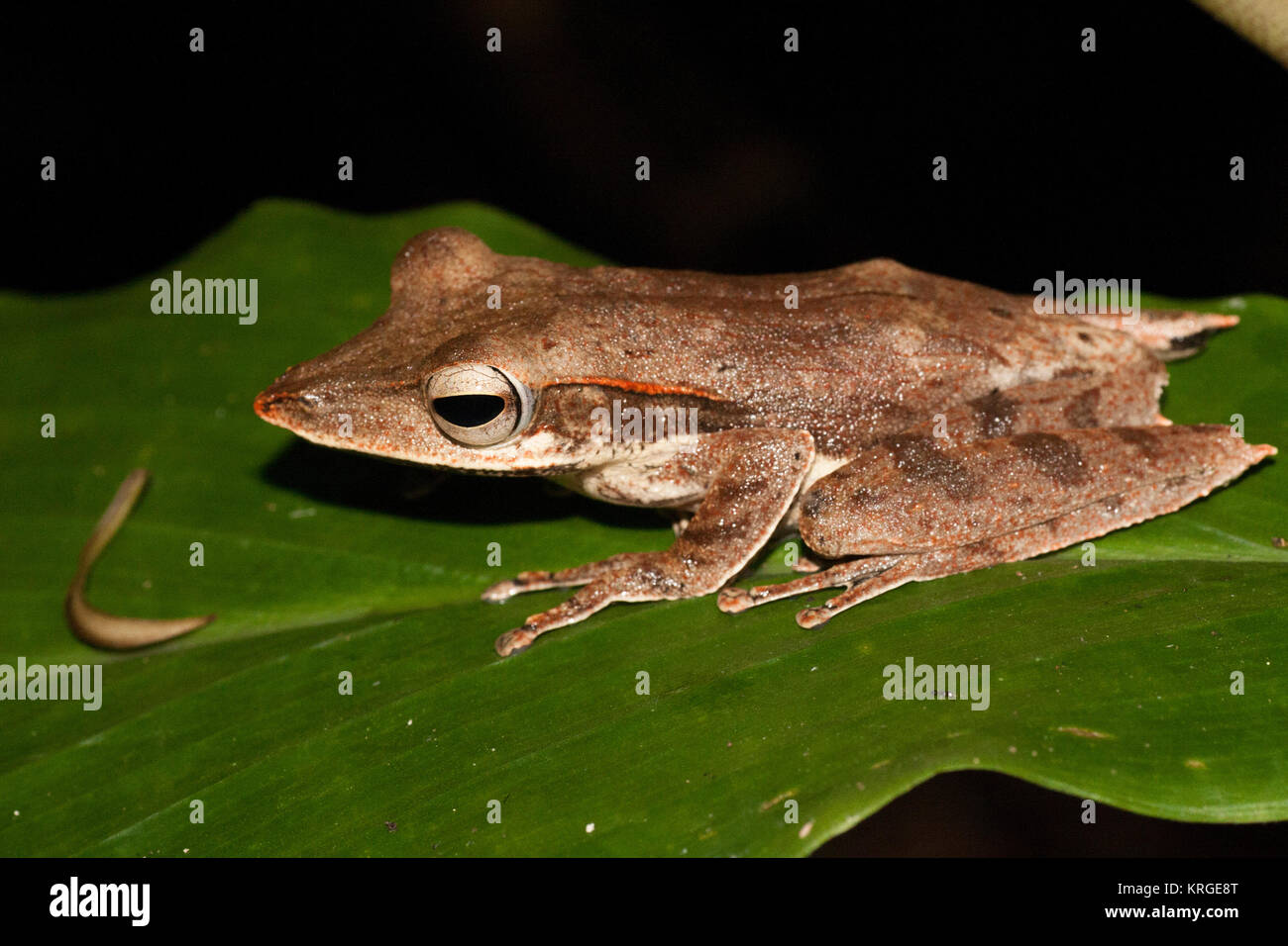 Frosch aus dem regenwald -Fotos und -Bildmaterial in hoher Auflösung ...