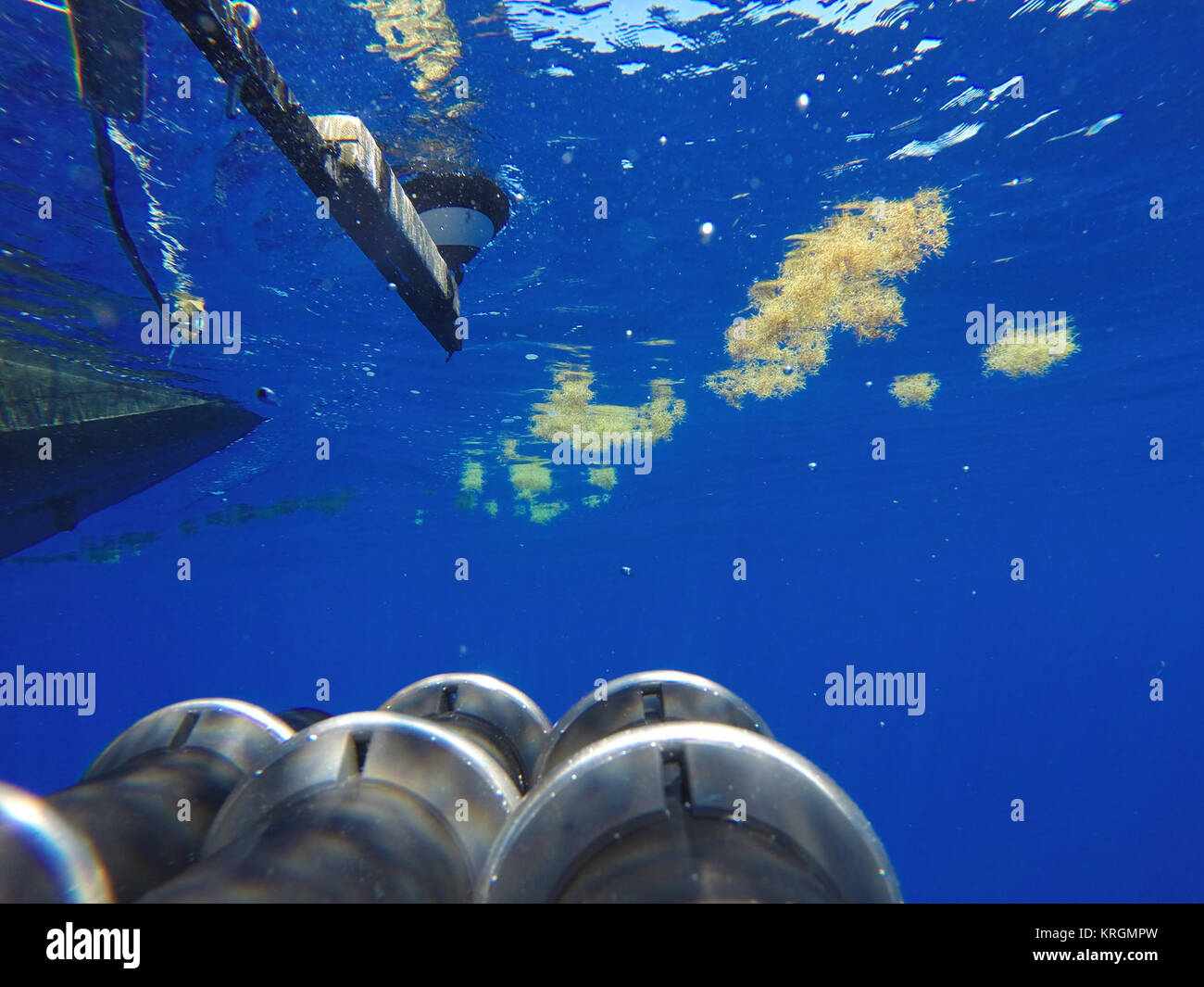 Sargasso sea seaweed -Fotos und -Bildmaterial in hoher Auflösung – Alamy