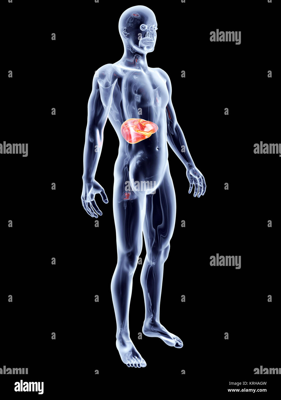 Die Leber. 3D gerendert anatomische Abbildung Stockfotografie - Alamy