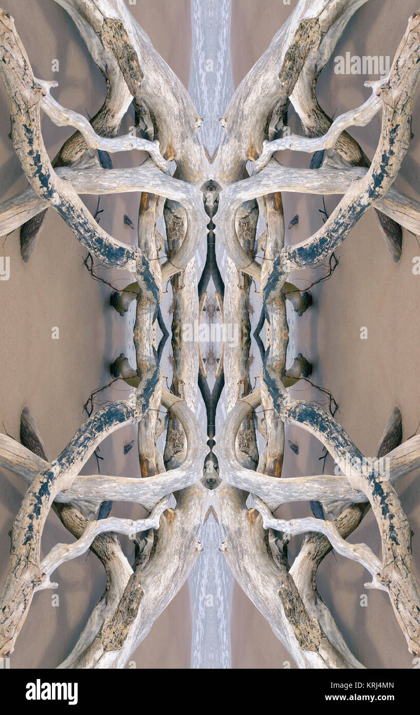 Spiegelsymmetrie Bild von treibholz am Strand Stockfotografie - Alamy