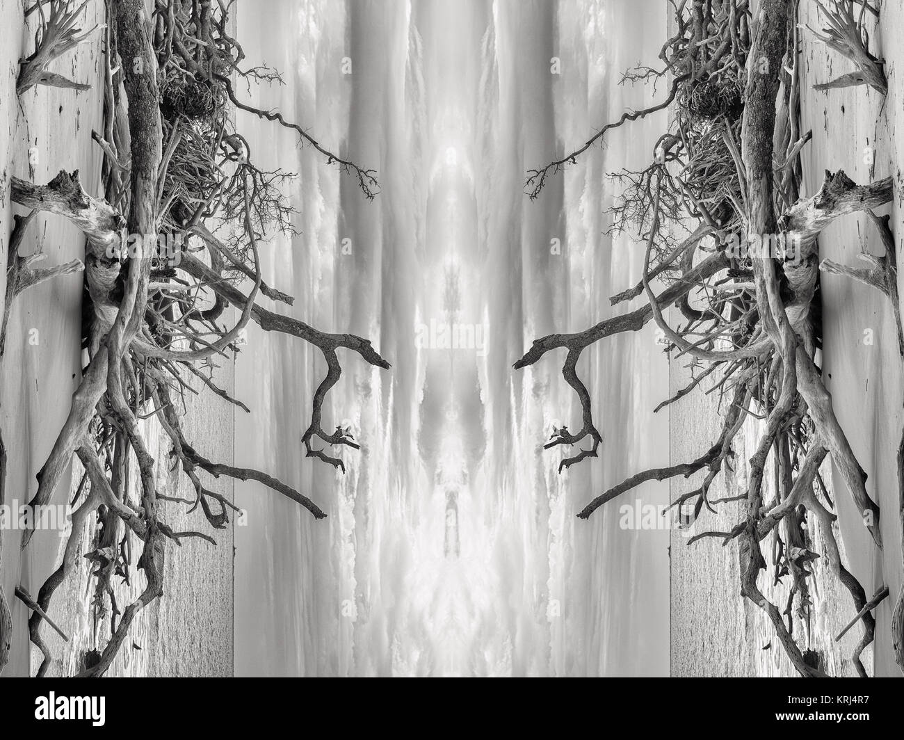 Spiegelsymmetrie Bild von treibholz am Strand Stockfotografie - Alamy