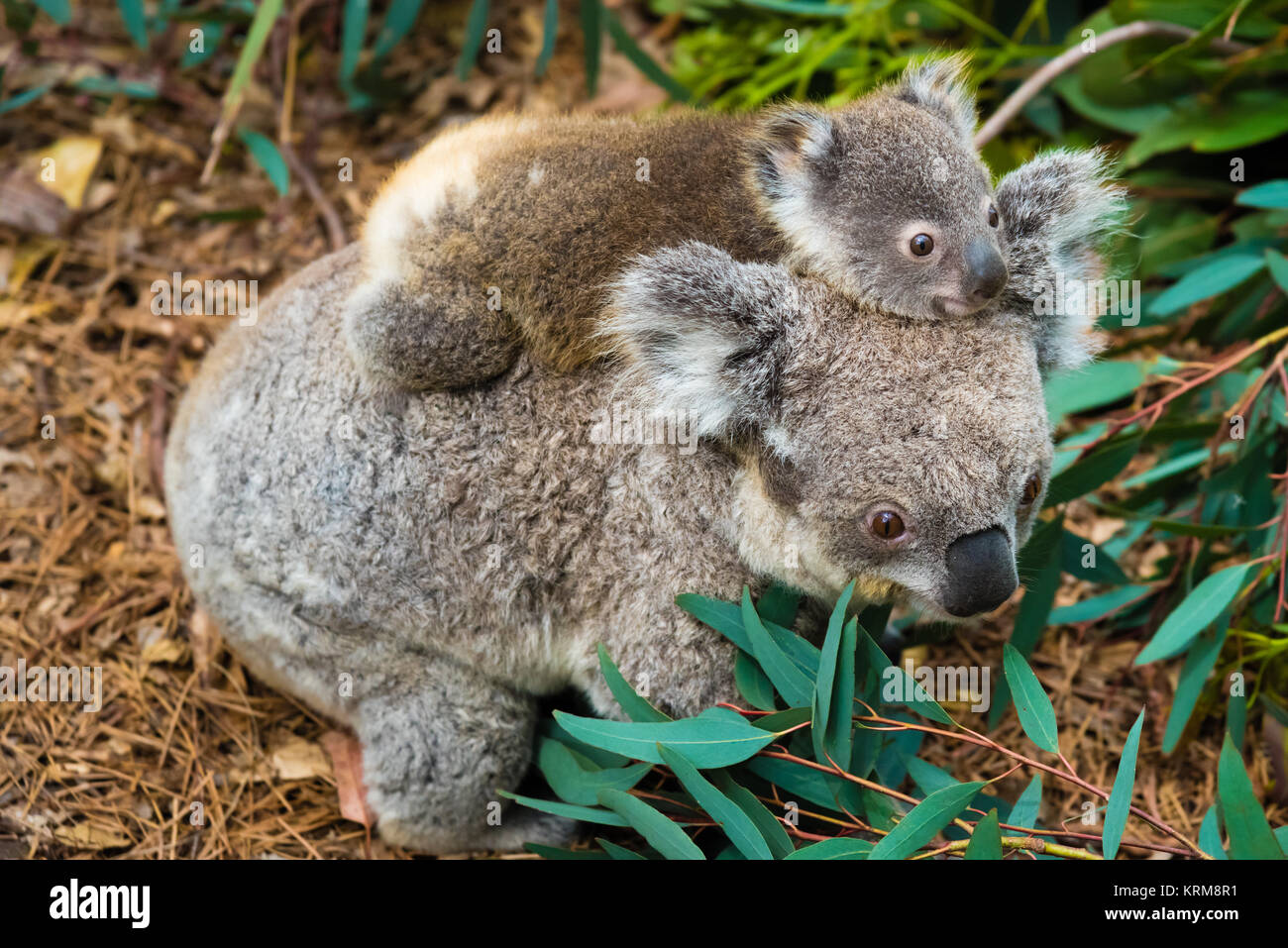 Infant Koala Stockfotos und -bilder Kaufen - Alamy