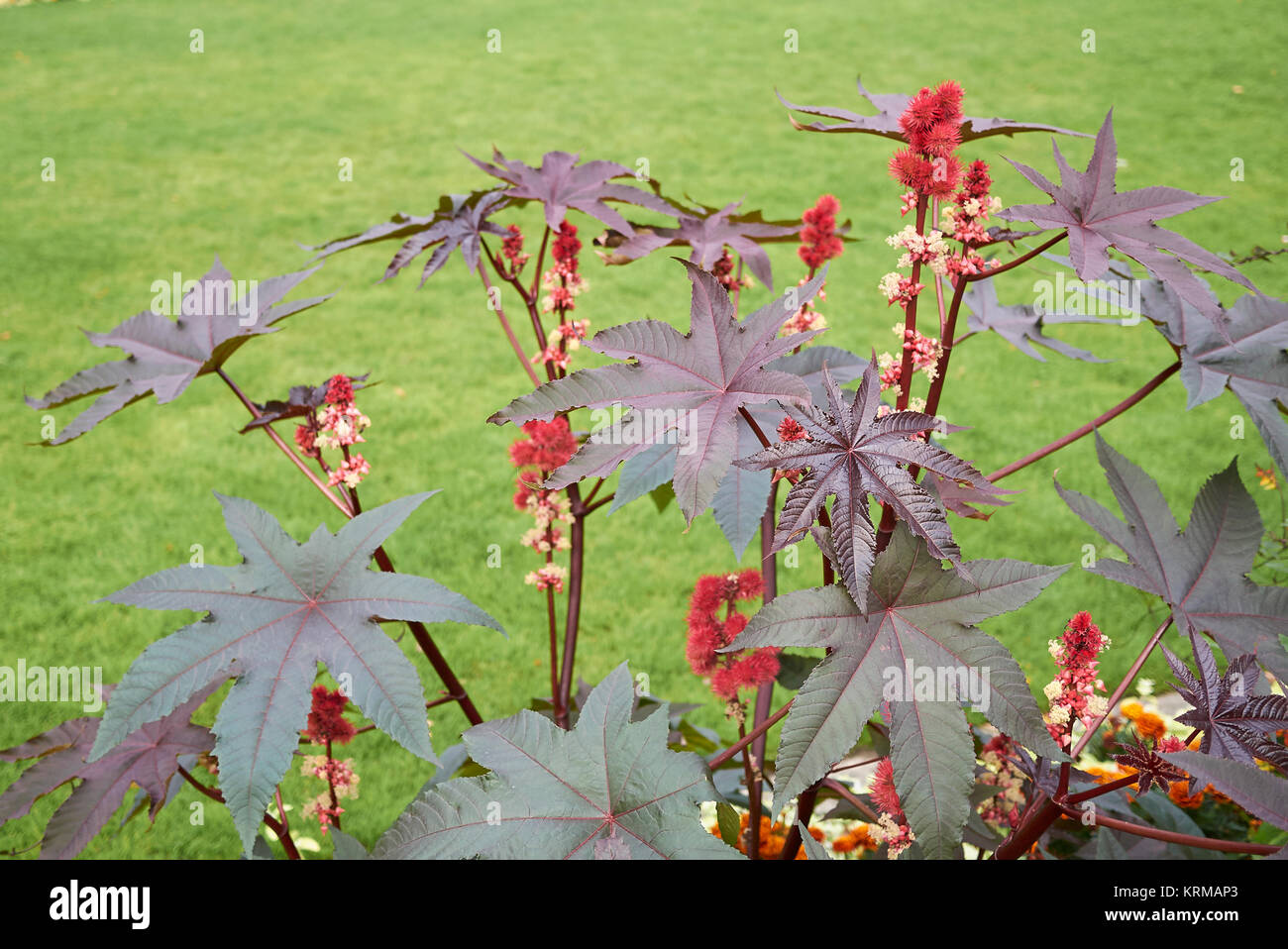 Rizinus Pflanze Hautnah Stockfotos und -bilder Kaufen - Alamy