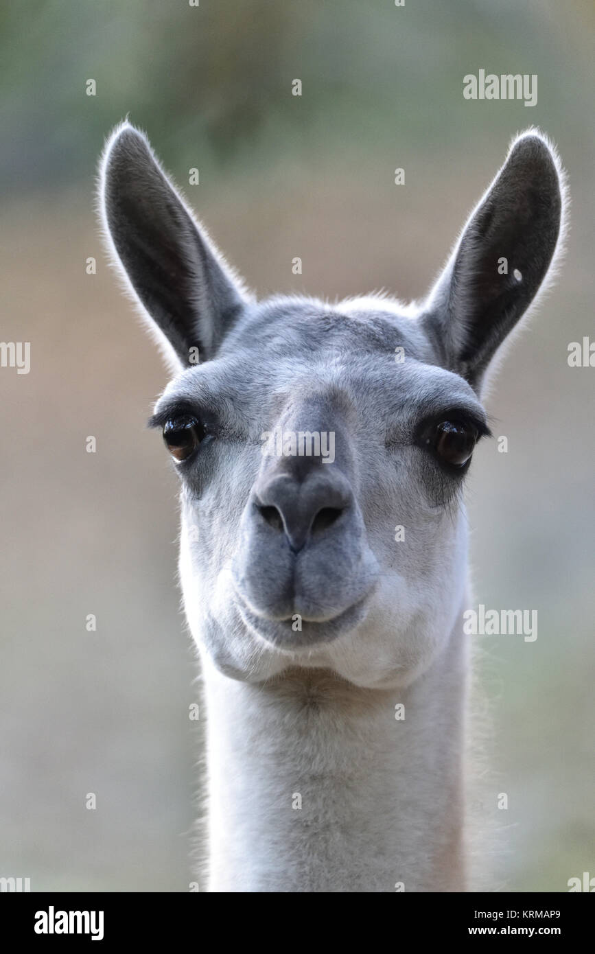 Lama spucken -Fotos und -Bildmaterial in hoher Auflösung – Alamy