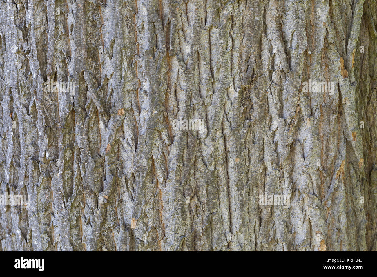 Spitz-Ahorn, Spitzblättriger Ahorn, Spitzahorn, Rinde, Borke, Stamm ...