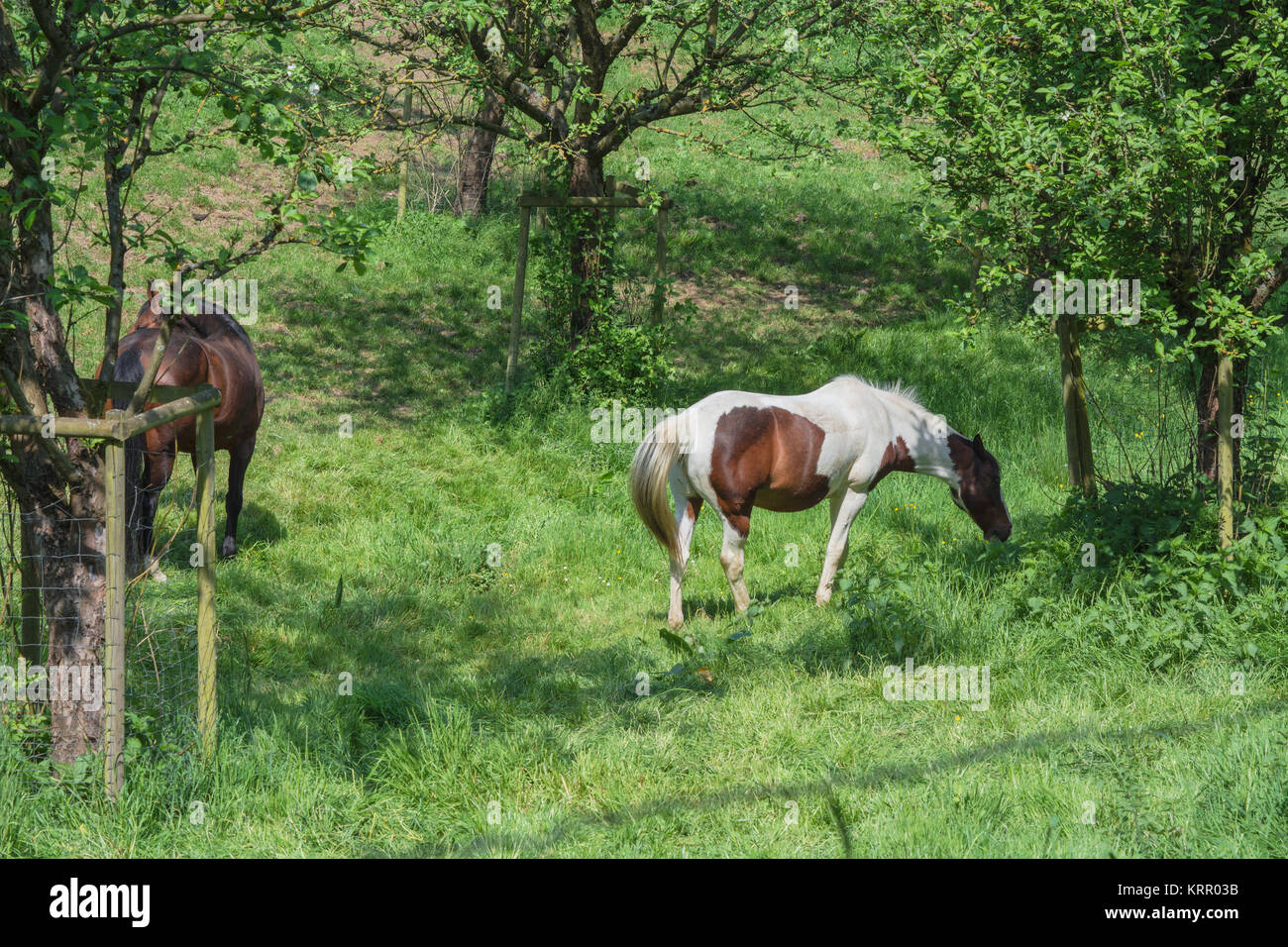 Schones Pferd Stockfotos und -bilder Kaufen - Alamy