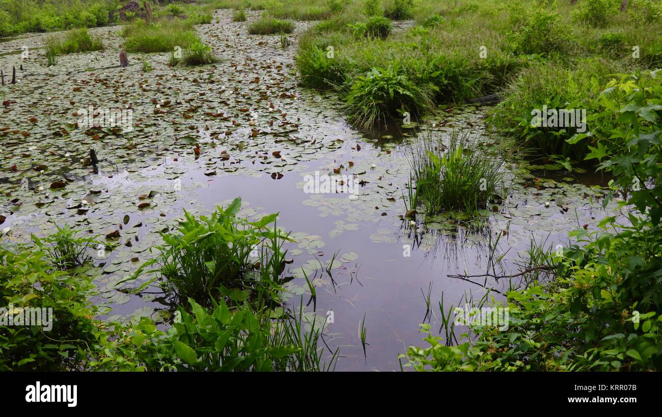 Nasser sumpf -Fotos und -Bildmaterial in hoher Auflösung – Alamy