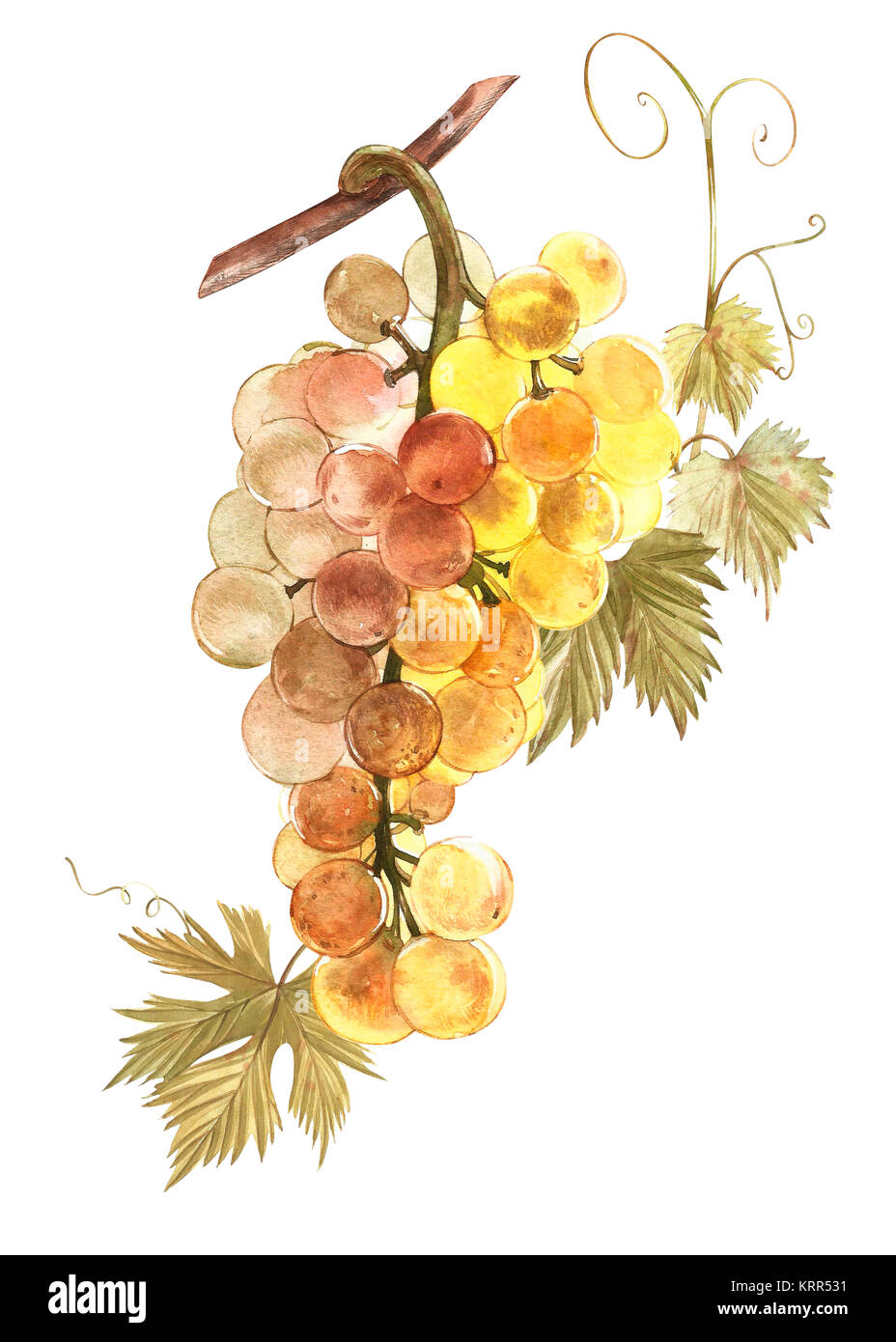 Aquarell Abbildung: Trauben aus weißen Trauben. Hand aquarell Abbildung ...