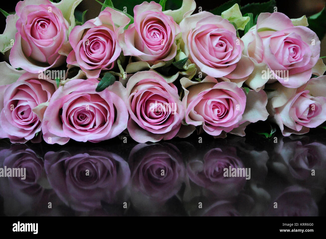 Rose stillleben -Fotos und -Bildmaterial in hoher Auflösung – Alamy