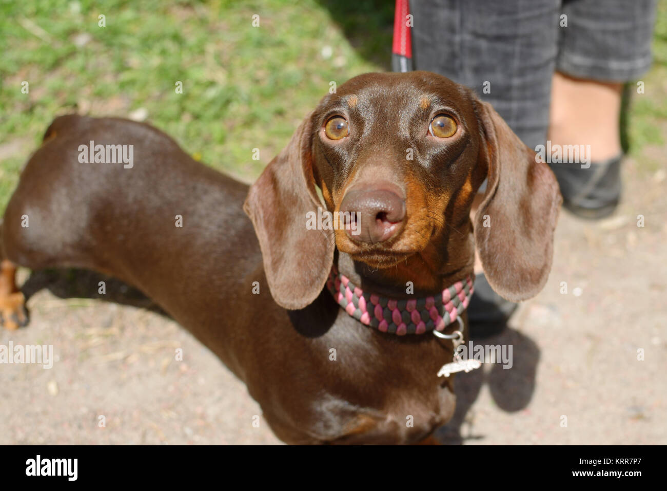 Der Dackel ist ein Jagdhund. Diese hunderasse ist sehr beliebt ...