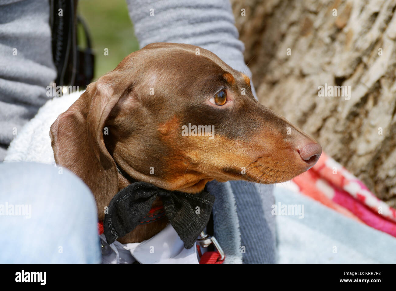Der Dackel ist ein Jagdhund. Diese hunderasse ist sehr beliebt ...