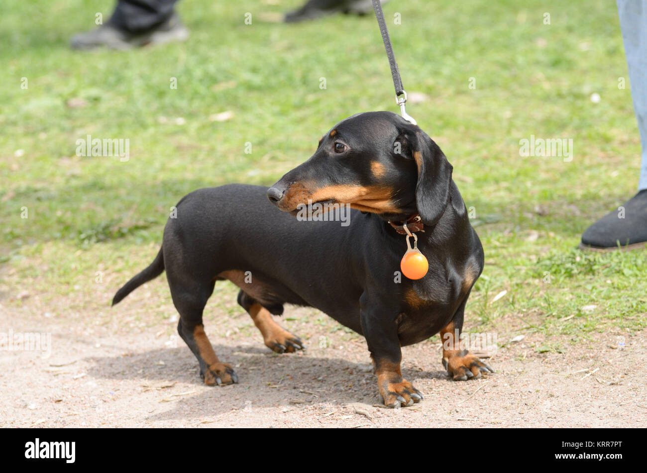 Der Dackel ist ein Jagdhund. Diese hunderasse ist sehr beliebt ...