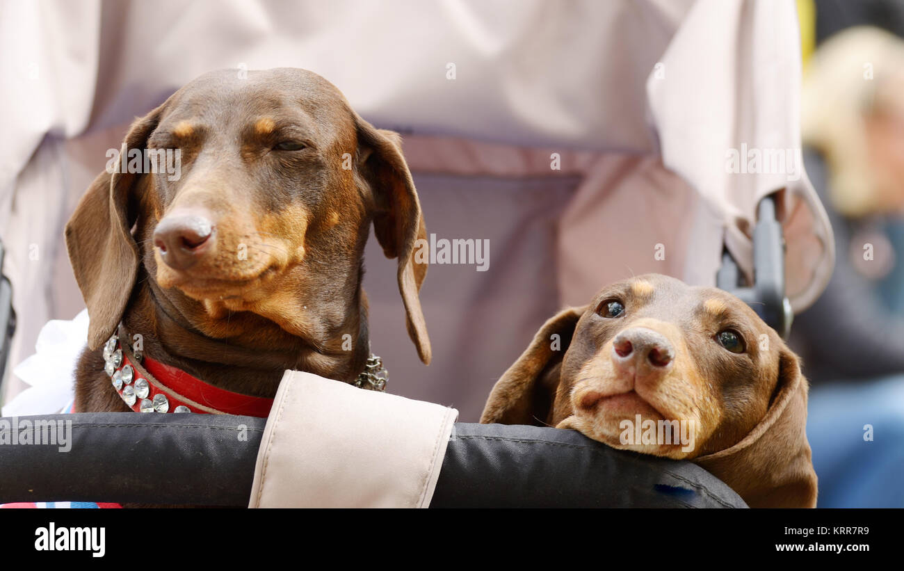 Der Dackel ist ein Jagdhund. Diese hunderasse ist sehr beliebt ...