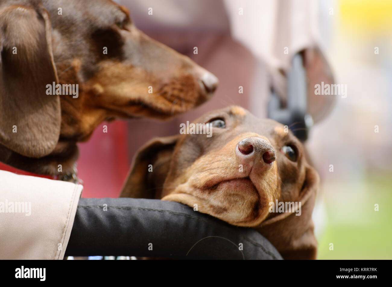 Der Dackel ist ein Jagdhund. Diese hunderasse ist sehr beliebt ...