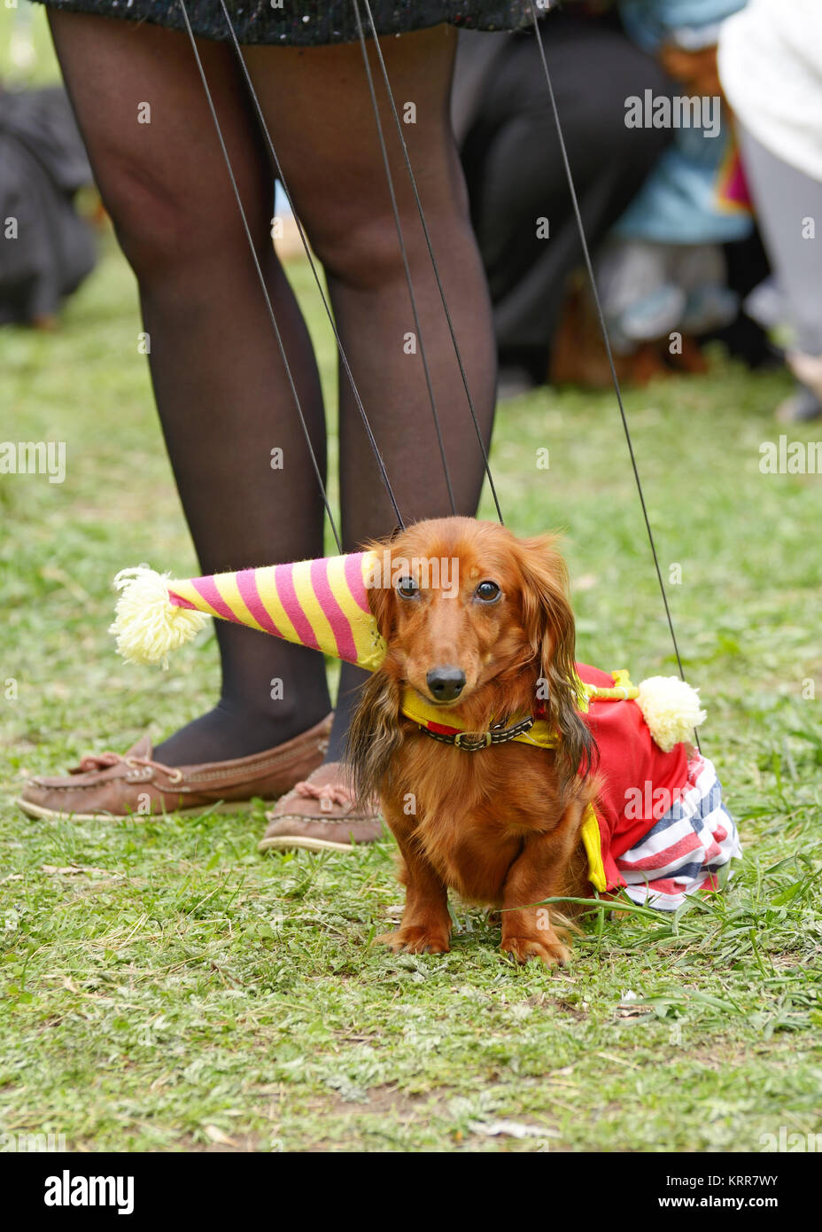 Der Dackel ist ein Jagdhund. Diese hunderasse ist sehr beliebt ...