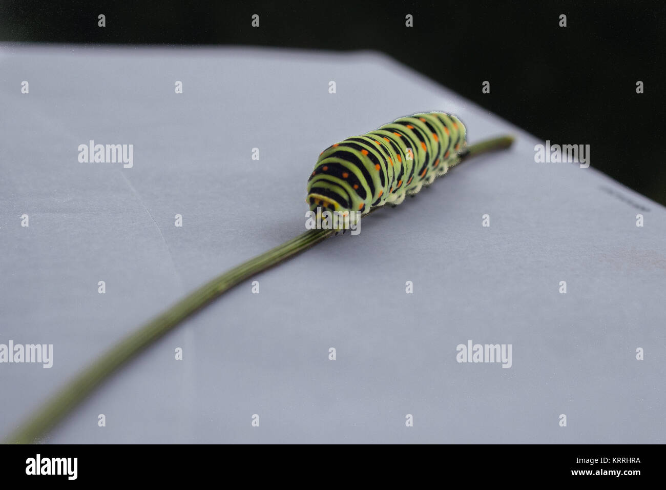 Rote und gelbe raupe -Fotos und -Bildmaterial in hoher Auflösung ...