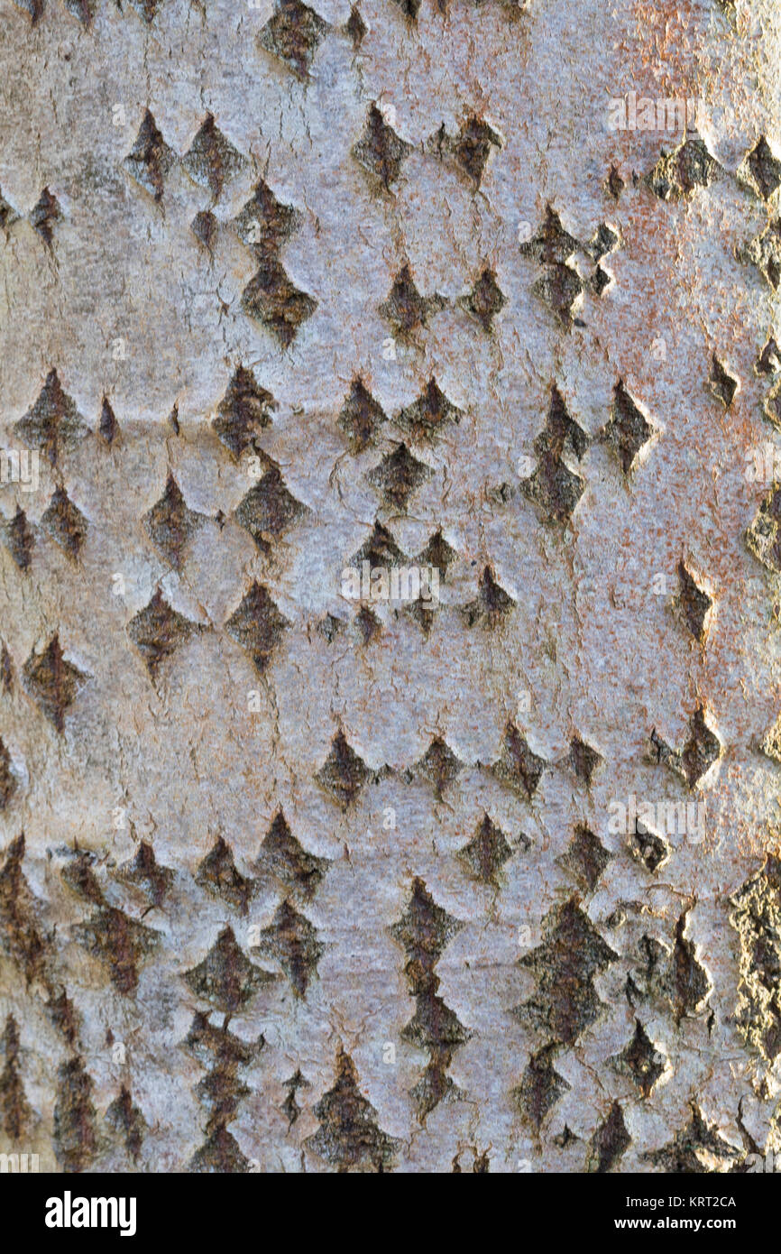 Zitterpappel, Pappel, Zitter-Pappel, Espe, Aspe, Rinde, Borke, Stamm ...