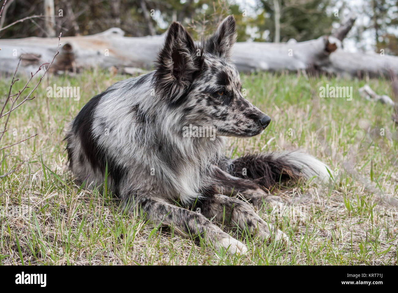 Hund mit ohren nach unten -Fotos und -Bildmaterial in hoher Auflösung ...