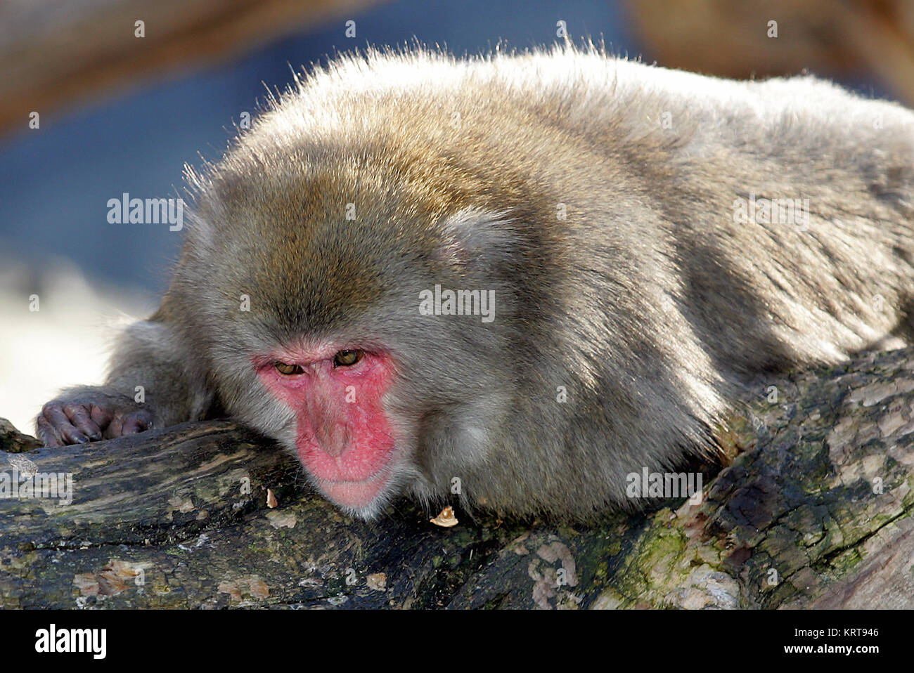 Japanmakak macaca fuscata -Fotos und -Bildmaterial in hoher Auflösung ...