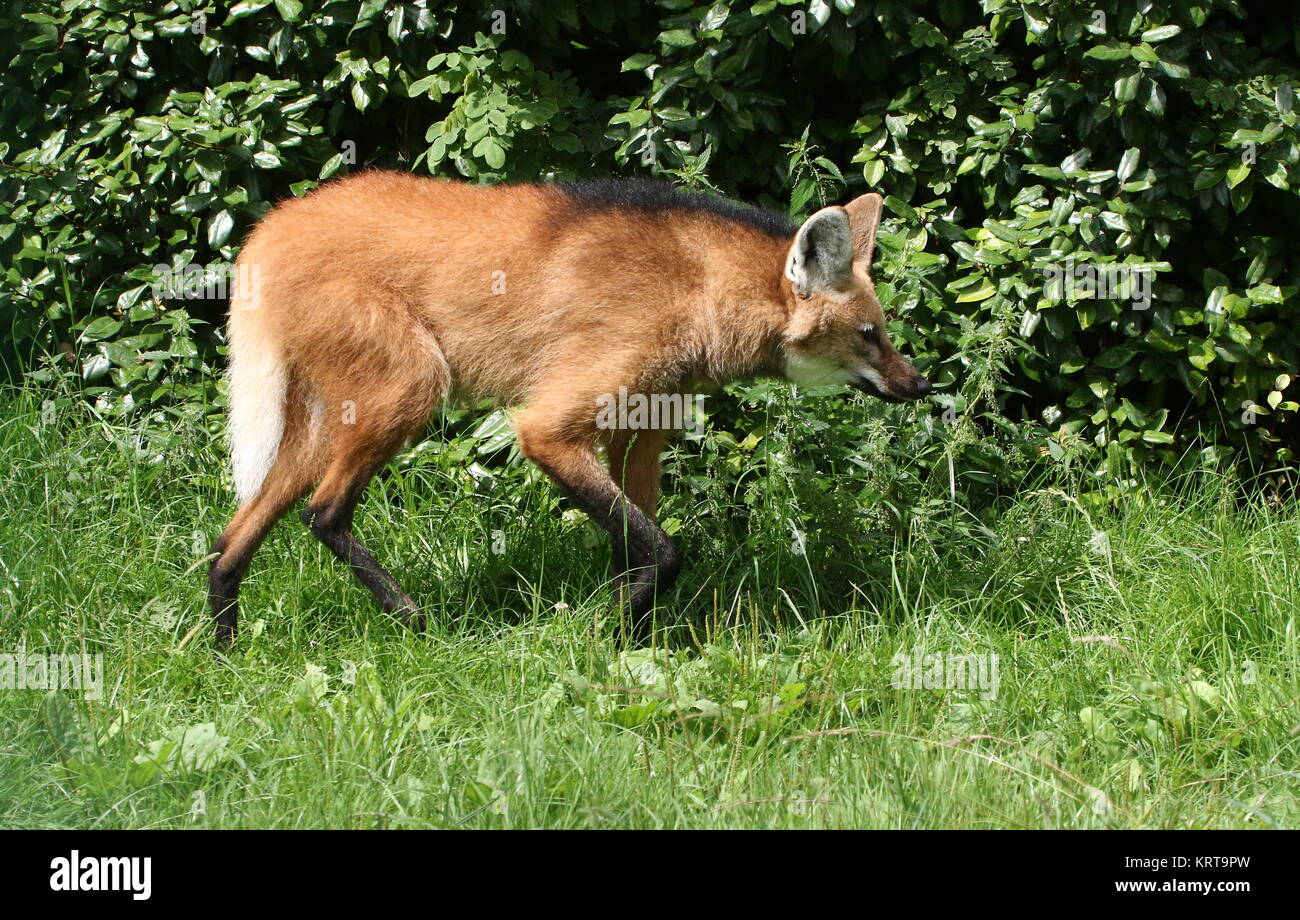 Pampa Wolf Stockfotos und -bilder Kaufen - Alamy