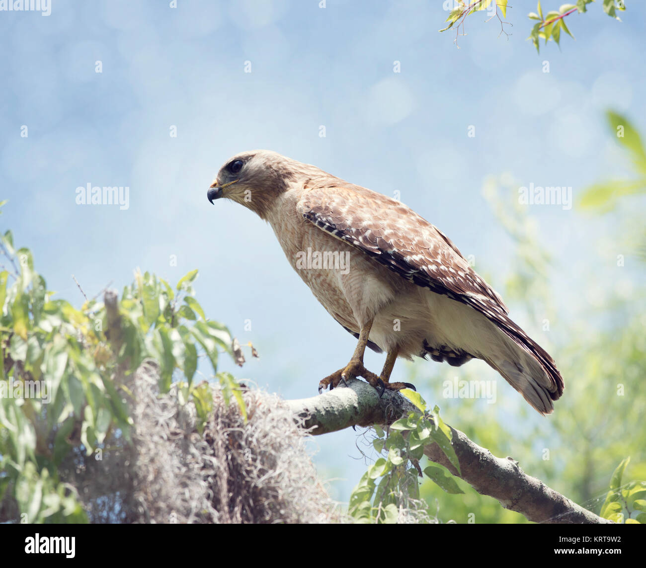Habicht hocken -Fotos und -Bildmaterial in hoher Auflösung – Alamy